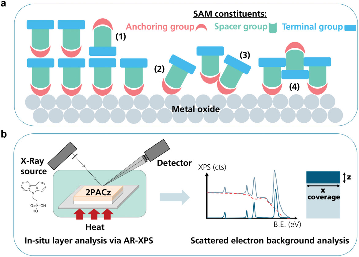 Tuning Self-Assembly of Hole-Selective Monolayers for Reproducible Perovskite/Silicon Tandem ...